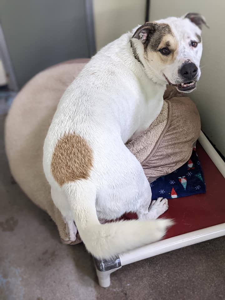 Wish lists + more – Humane Society of the Ochocos