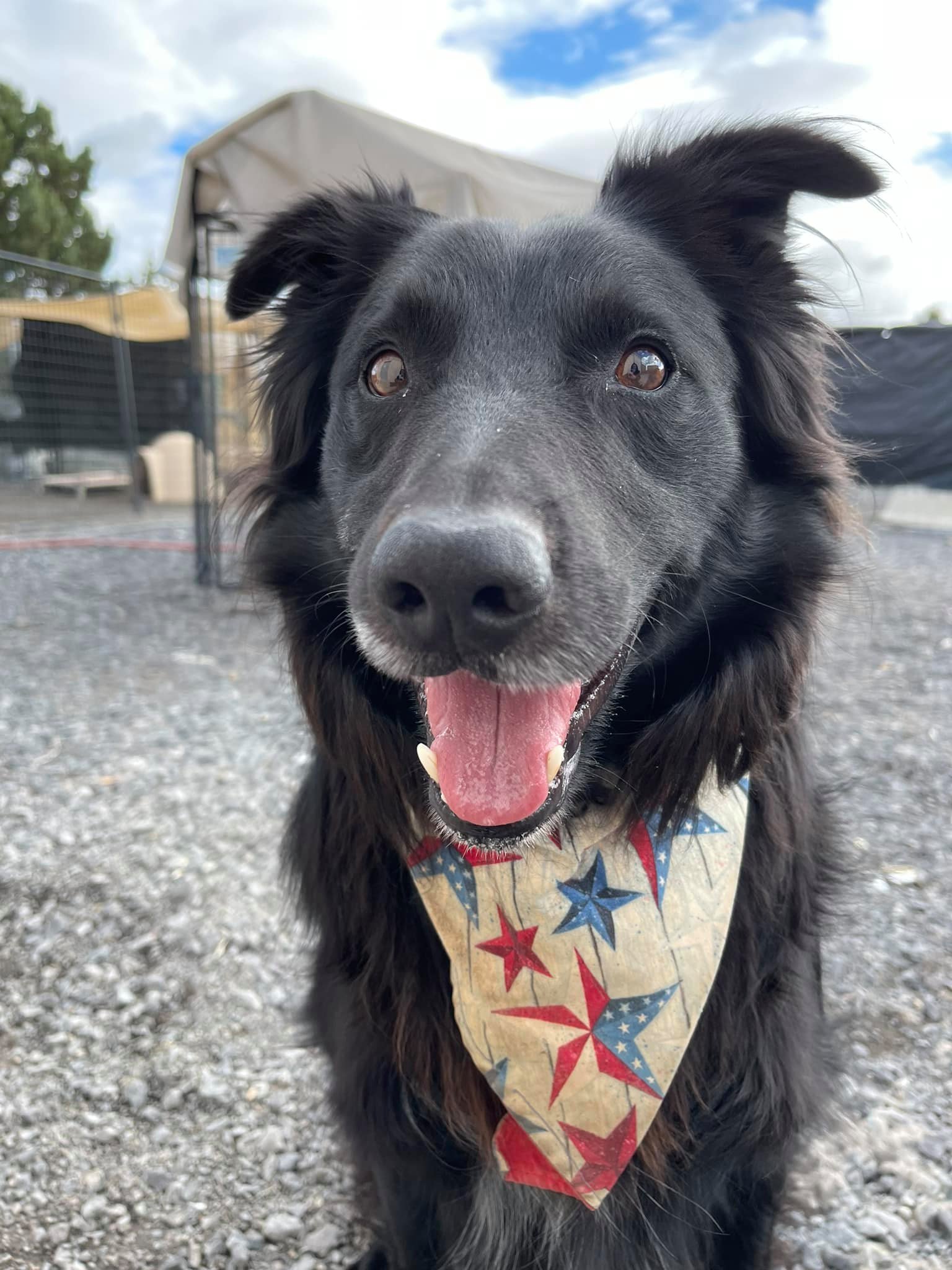 687 days! Cooper goes 🏠 – Humane Society of the Ochocos