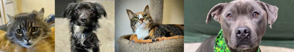 Your donation matters – Humane Society of the Ochocos