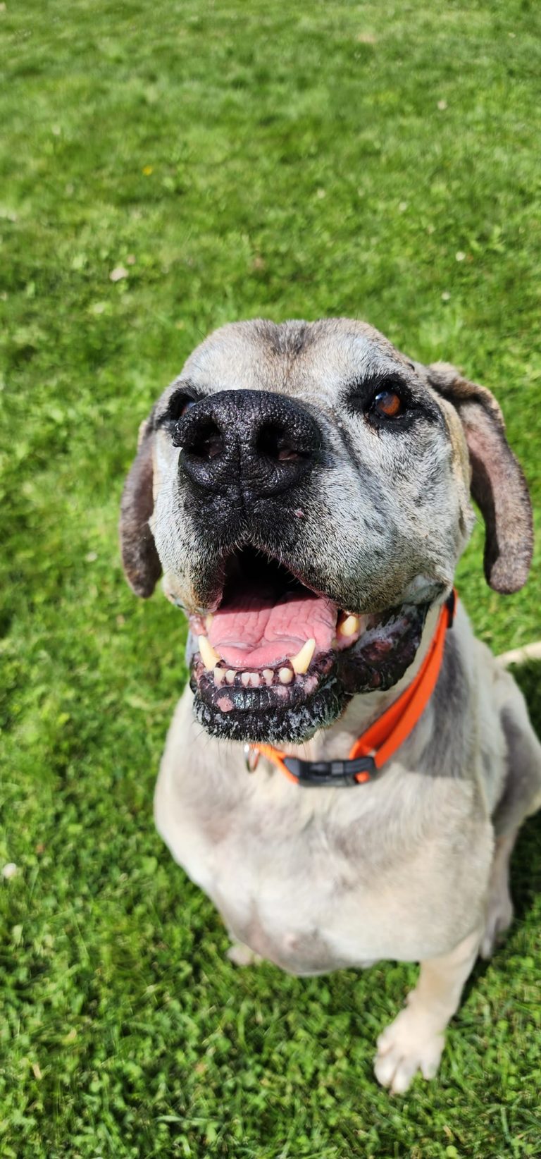 A Heartwarming Tale of Second Chances: this is George’s story – Humane Society of the Ochocos